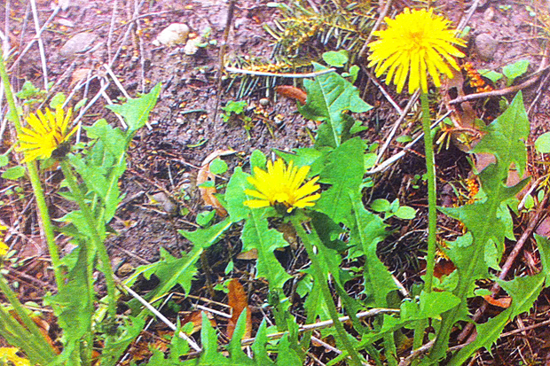 Una guia proposa descobrir les males herbes comestibles que hi ha per ...