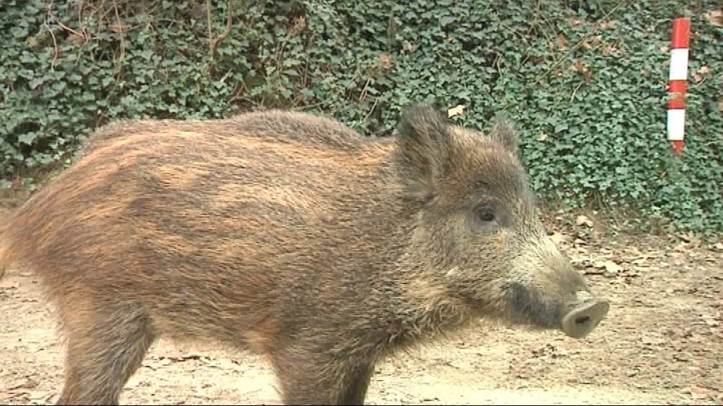 Augmenta l’agressivitat dels porcs senglars a Collserola
