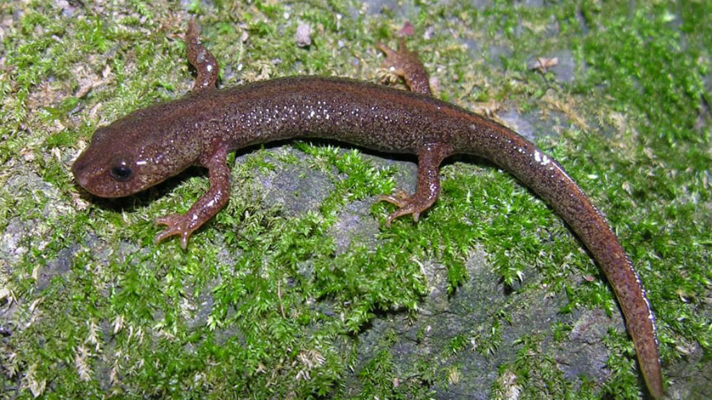 El Zoo impulsa la conservació i el coneixement sobre el tritó del Montseny