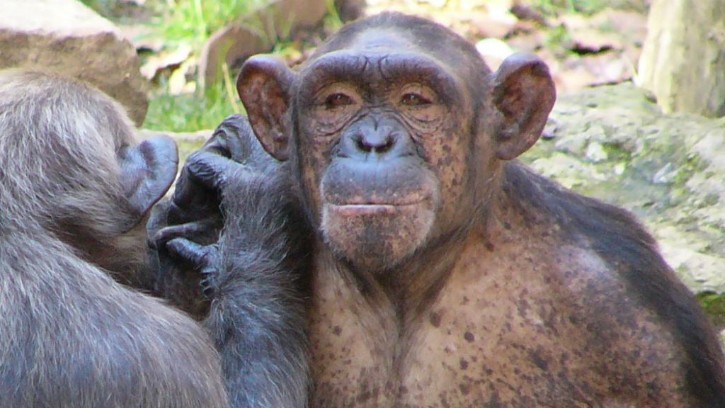 El Zoo consciencia de les amenaces que pateixen els ximpanzés | betevé