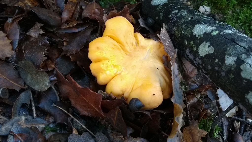 Bolets a Collserola (Temporada 2018). Quines espècies hi puc trobar ...