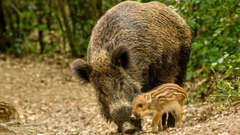 Un porc senglar nedant a la costa del Maresme | betevé