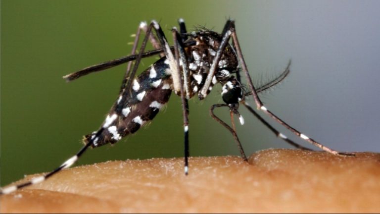 Mosquito Alert adopta millores per seguir 5 espècies de mosquits | betevé