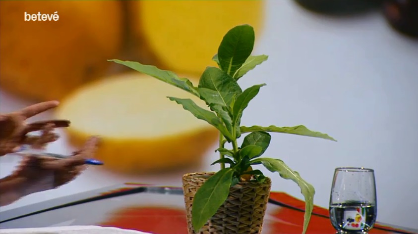 “Nicotiana tabacum”, la planta del tabac