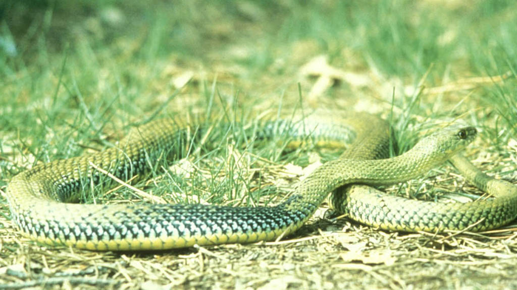 Serps autòctones a Barcelona: un clar exemple de biodiversitat urbana ...