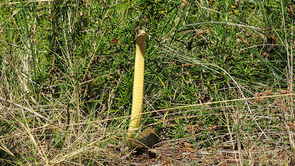 Serps autòctones a Barcelona: un clar exemple de biodiversitat urbana ...