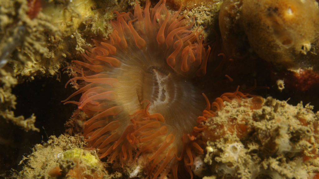 Les espècies marines del fons del mar de Barcelona | FOTOS | betevé