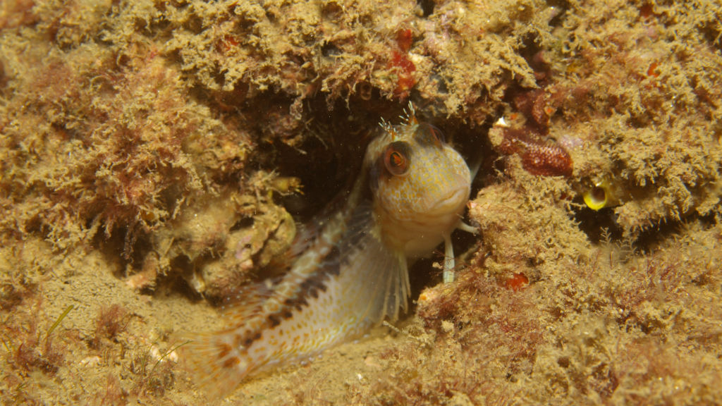 Les espècies marines del fons del mar de Barcelona | FOTOS | betevé