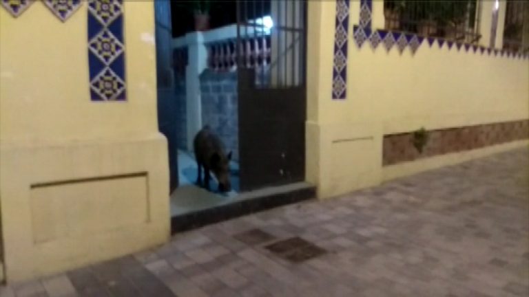 Un porc senglar es passeja pel carrer de Major de Sarrià [VÍDEO] | betevé