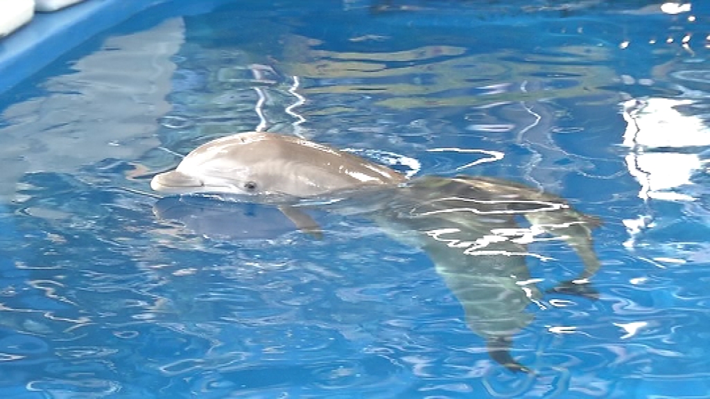 Els últims dofins del Zoo de Barcelona es traslladen a Atenes | betevé