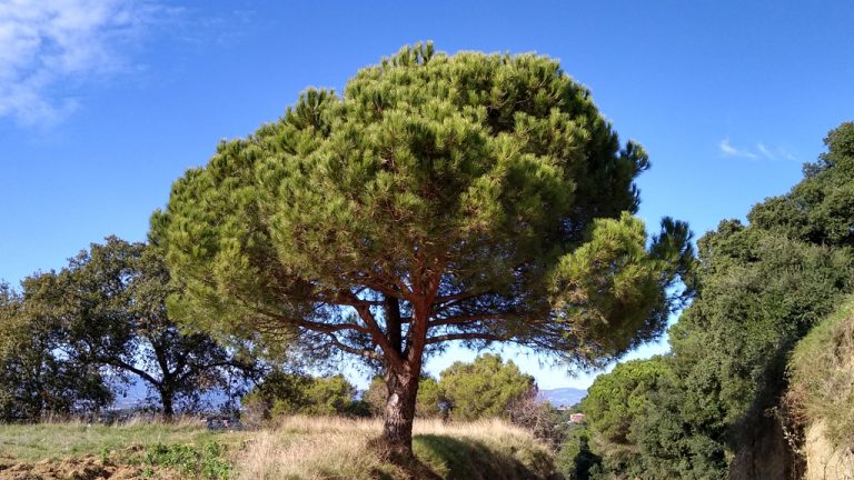 Pinyons a preus desorbitats: el perquè de la baixa producció | betevé