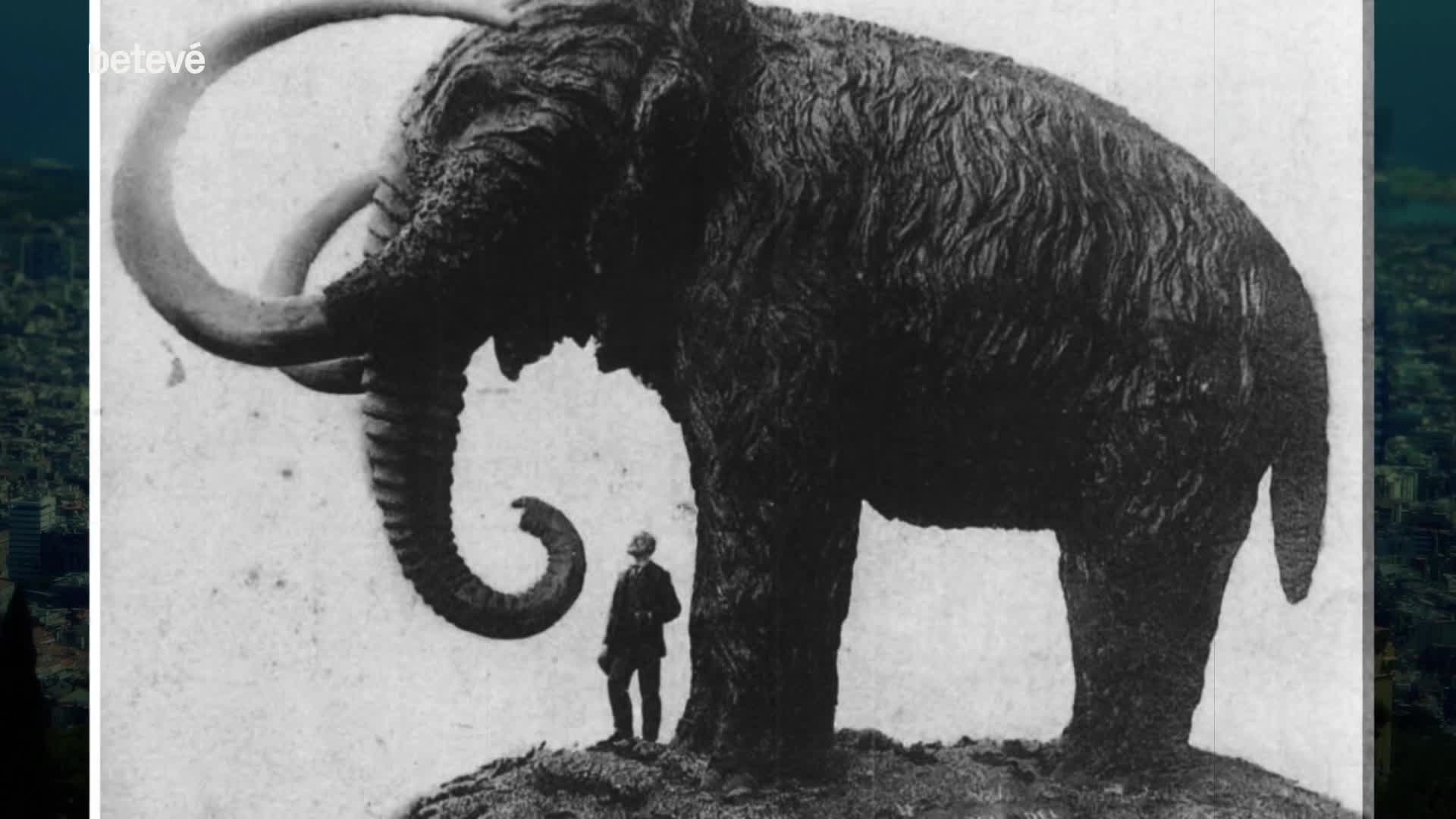 Et descobrim la història del mamut de la Ciutadella | betevé