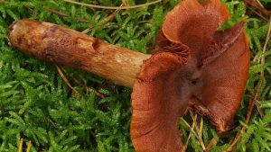 11 Bolets Tòxics que pots trobar a Catalunya