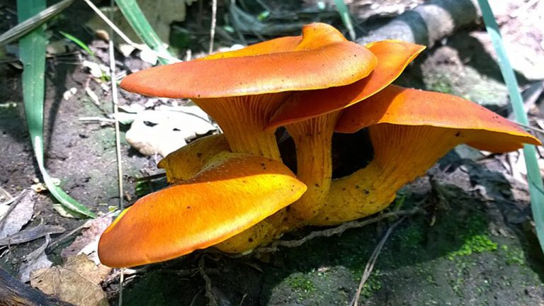 11 Bolets Tòxics que pots trobar a Catalunya