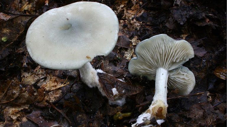 11 Bolets Tòxics que pots trobar a Catalunya