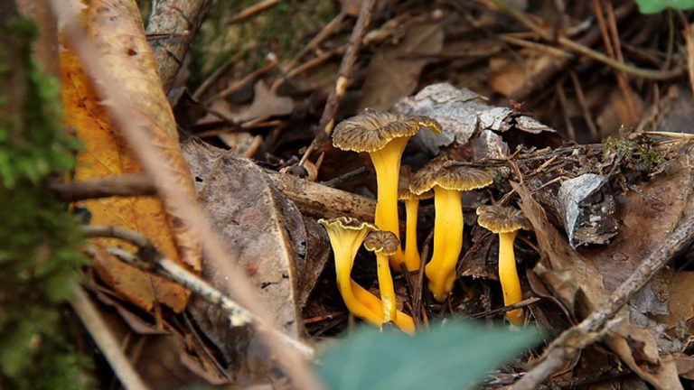 Camagrocs o Rossinyols: Bolets fàcils de conservar | betevé