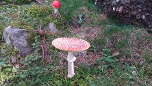 Tot allò que has de saber dels bolets abans de collir-los | betevé