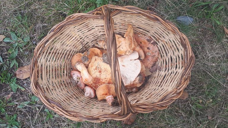 Rovellons: Tipus, On trobar-los i Com identificar-los | betevé