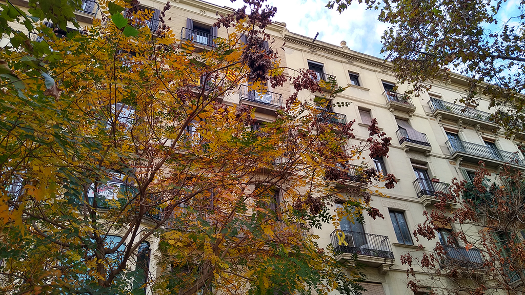 Els arbres de Barcelona s'omplen de colors: punt òptim cromàtic | betevé