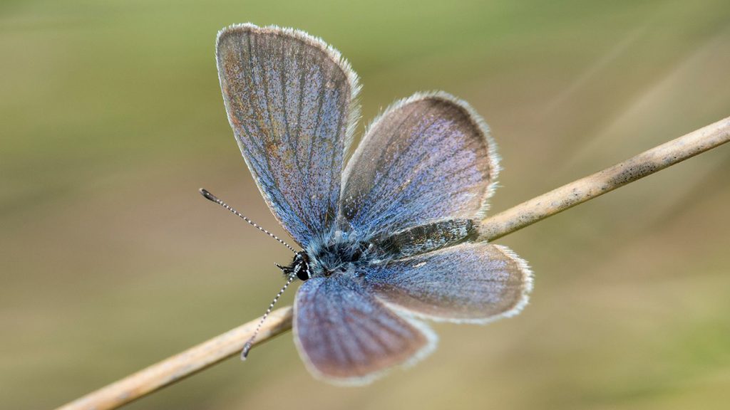 La importància dels colors de les papallones | betevé