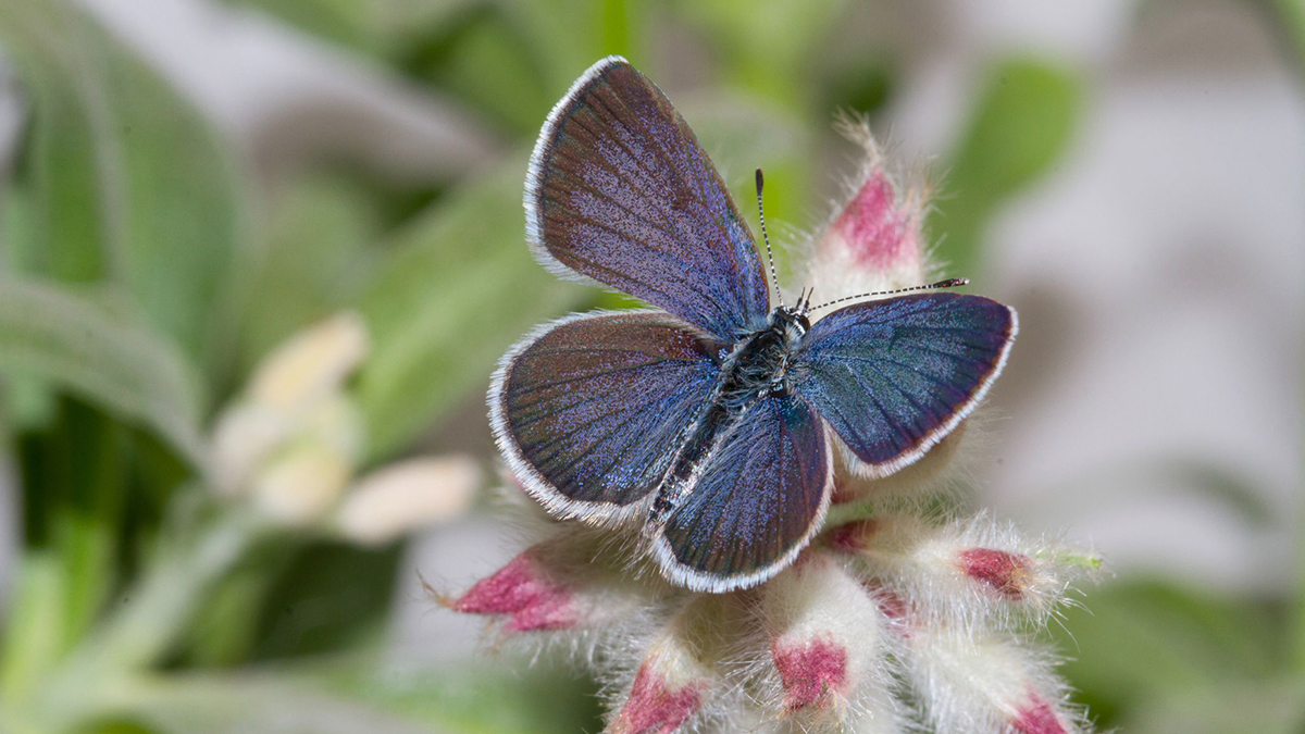 La importància dels colors de les papallones | betevé