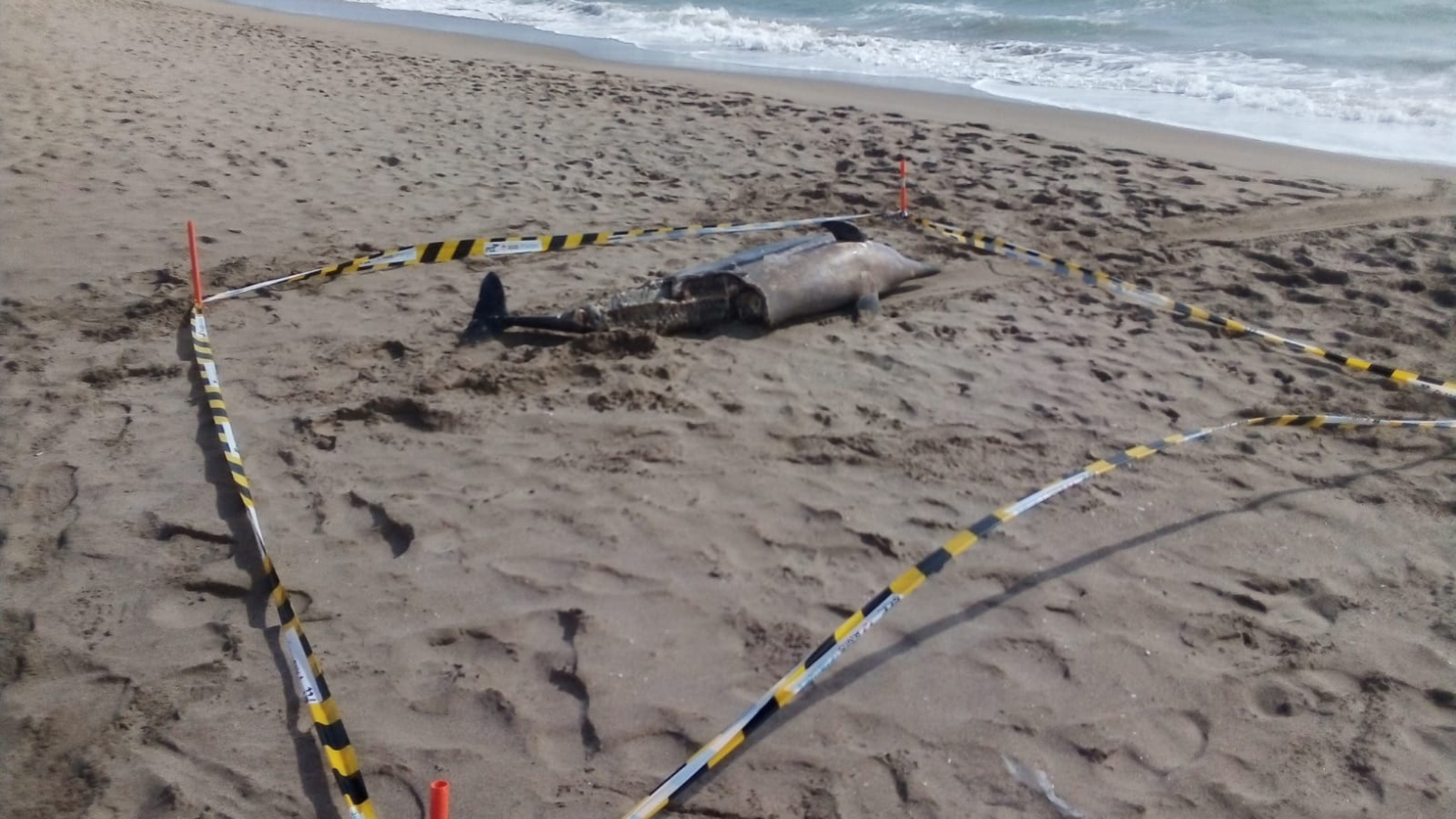Troben dos dofins morts a tocar del riu Llobregat | betevé