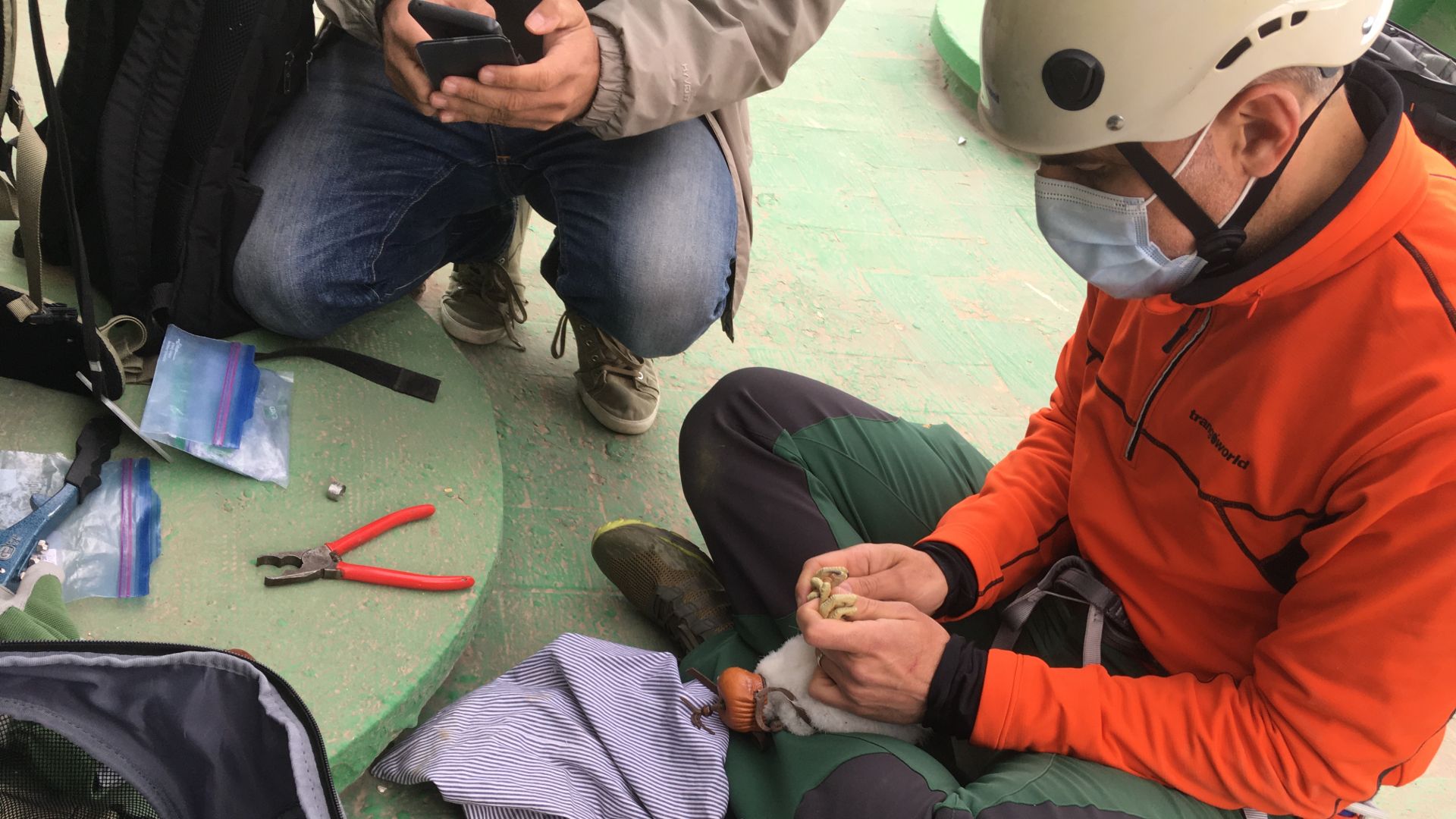 Rècord de pollets de falcó pelegrí a Barcelona | betevé