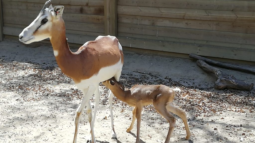 Neix una gasela, extingida en llibertat, al Zoo de Barcelona | betevé