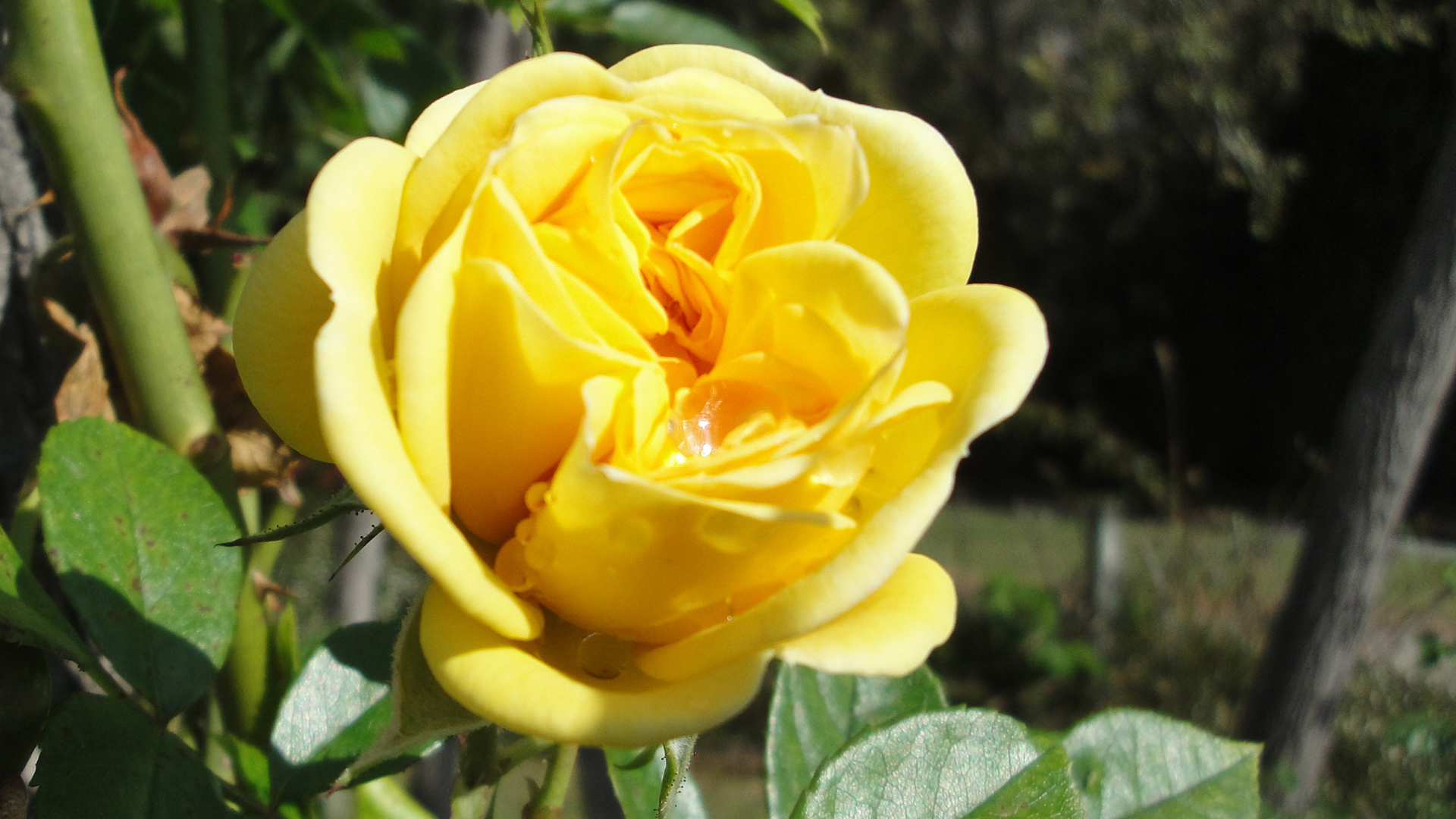 El vincle de Barcelona amb les roses i els rosers