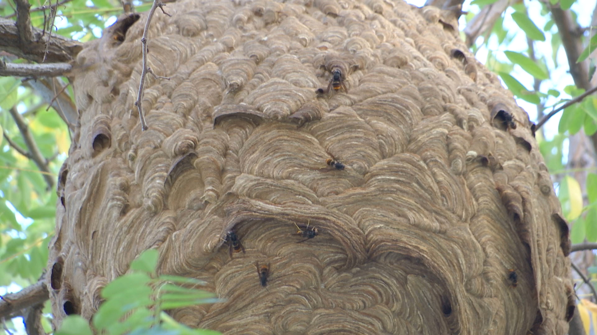 Espectacular rusc de vespes asiàtiques a Barcelona | VÍDEO