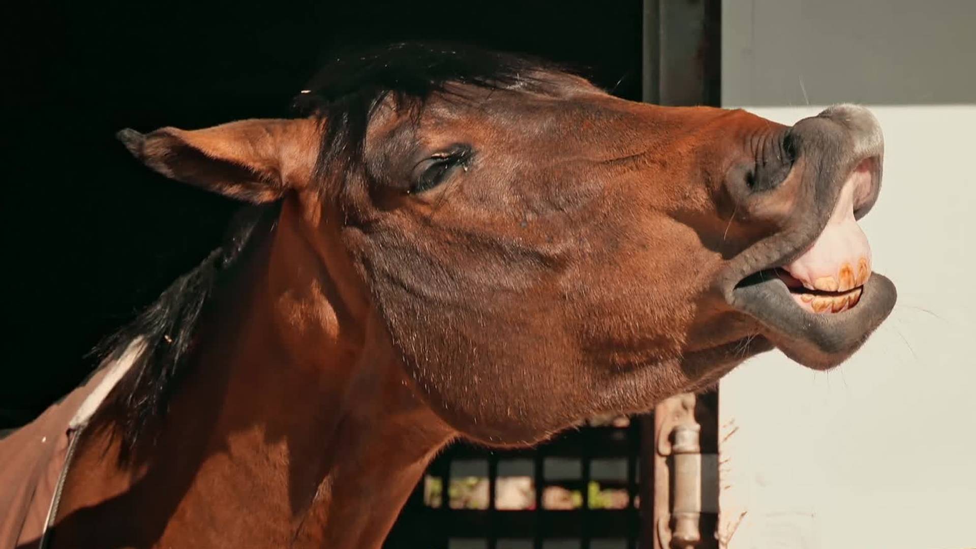 A cavall entre Barcelona i Collserola