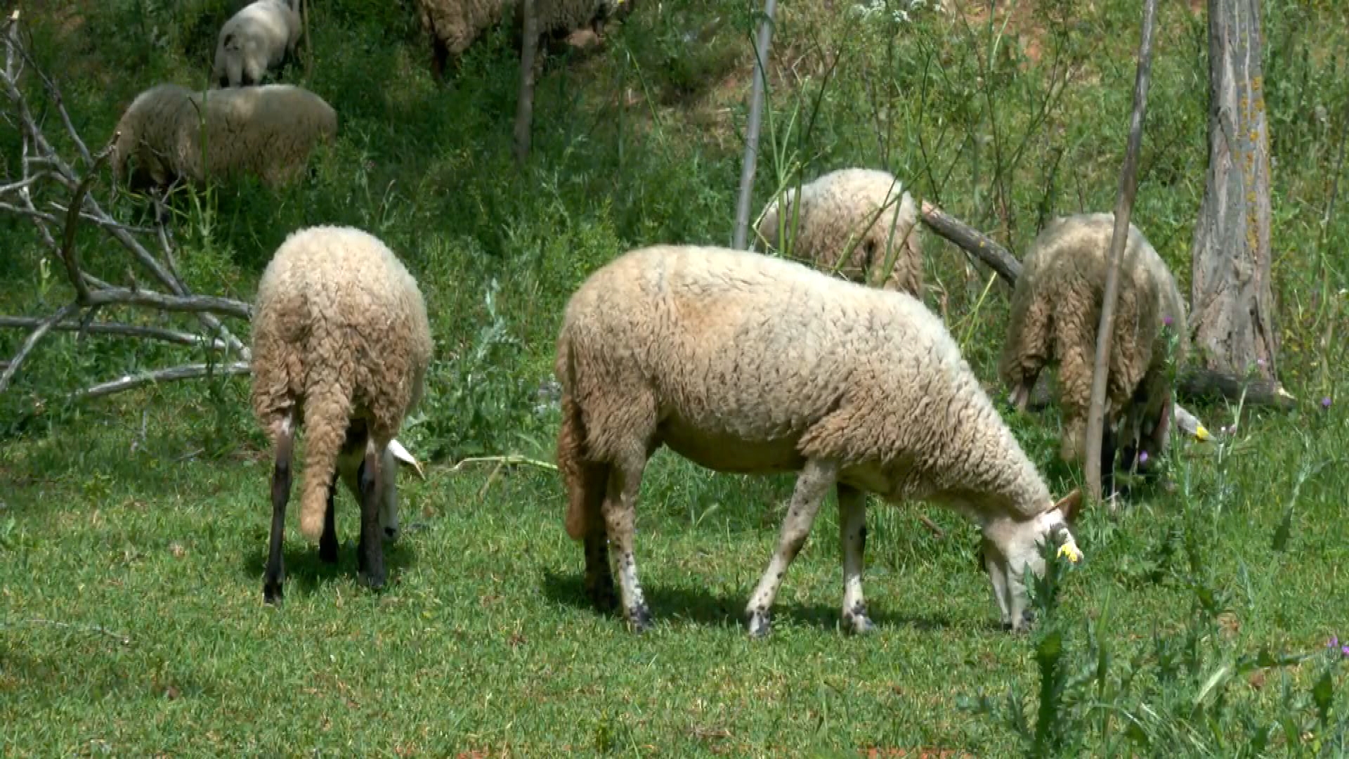El retorn de les ovelles a Barcelona penja d'un fil