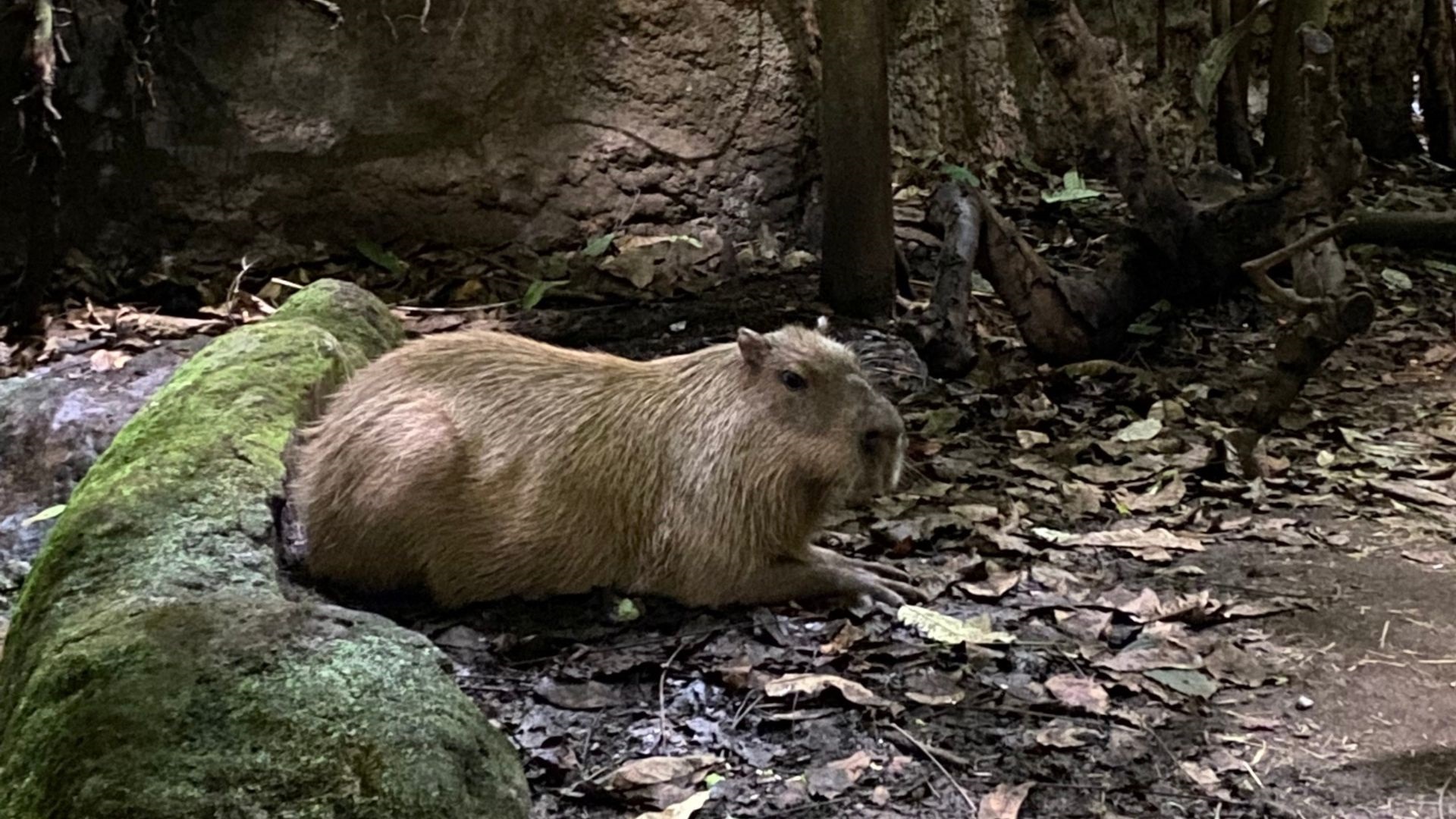 Mor la Tinka, la capibara del CosmoCaixa