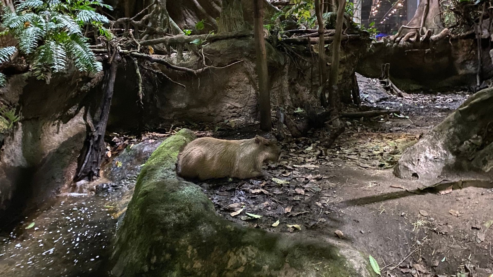 El CosmoCaixa torna a tenir un exemplar de capibara