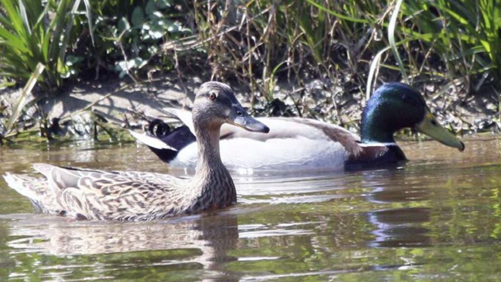 Detectat un ànec amb grip aviària al riu Besòs