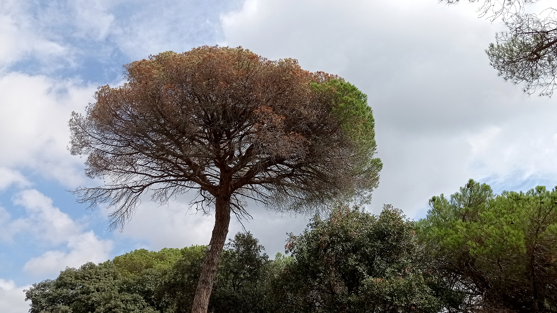 Els boscos de Collserola, al límit: aquests són els números de la sequera