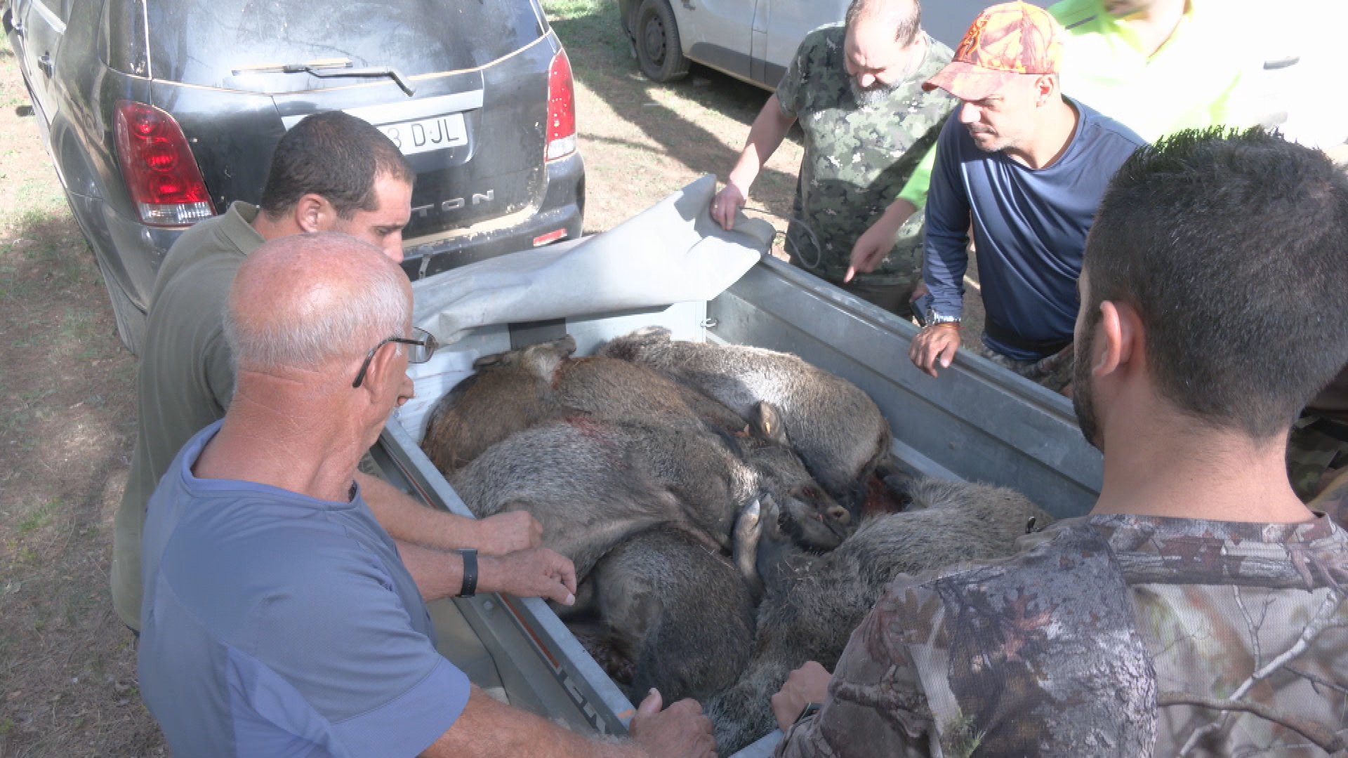 Arrenca la caça del senglar a Collserola amb rècord de població al massís