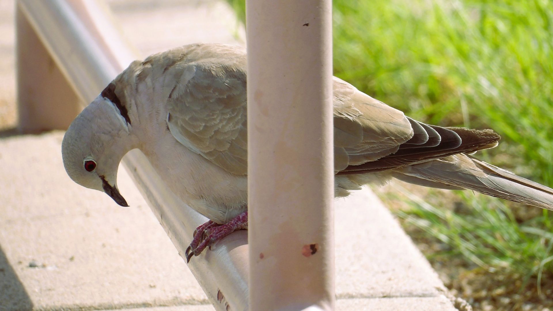 Les tórtores de Barcelona tenen la malaltia dels "coloms zombis"