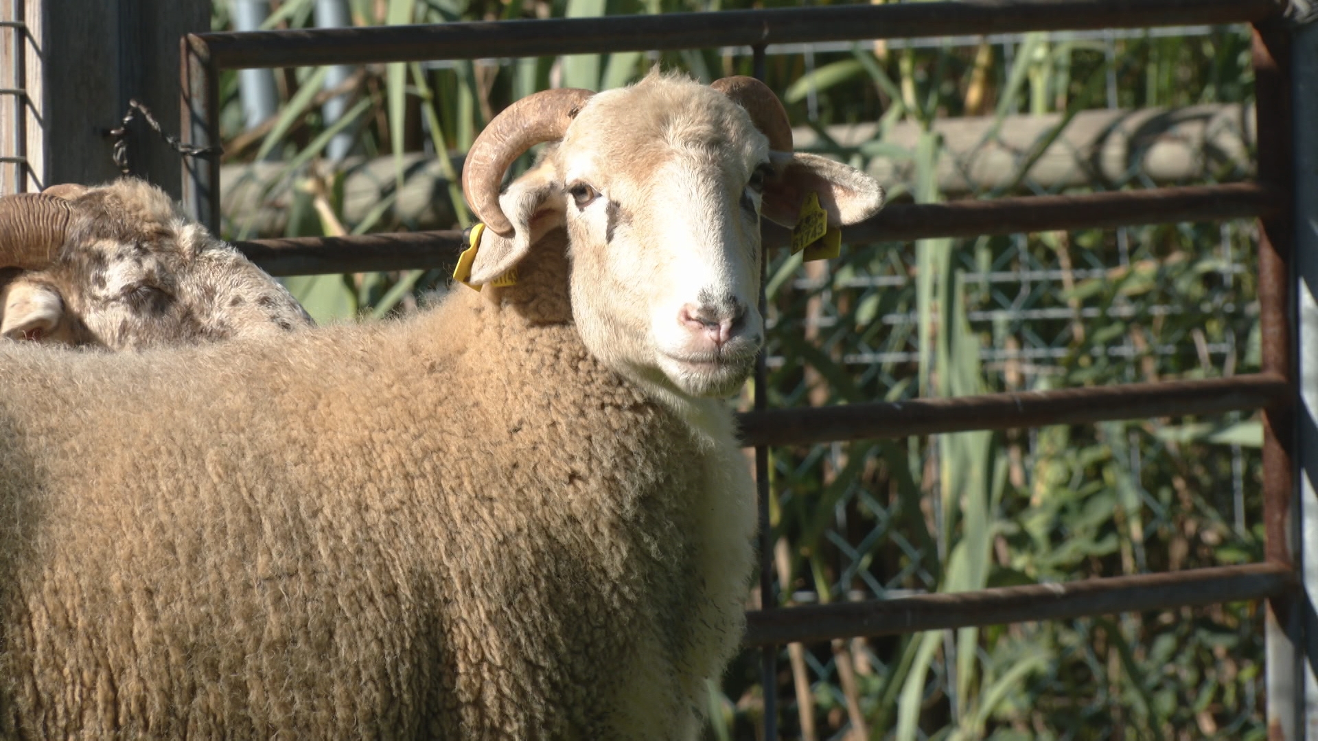 Les darreres ovelles de Montjuïc pasturen a Can Mestres