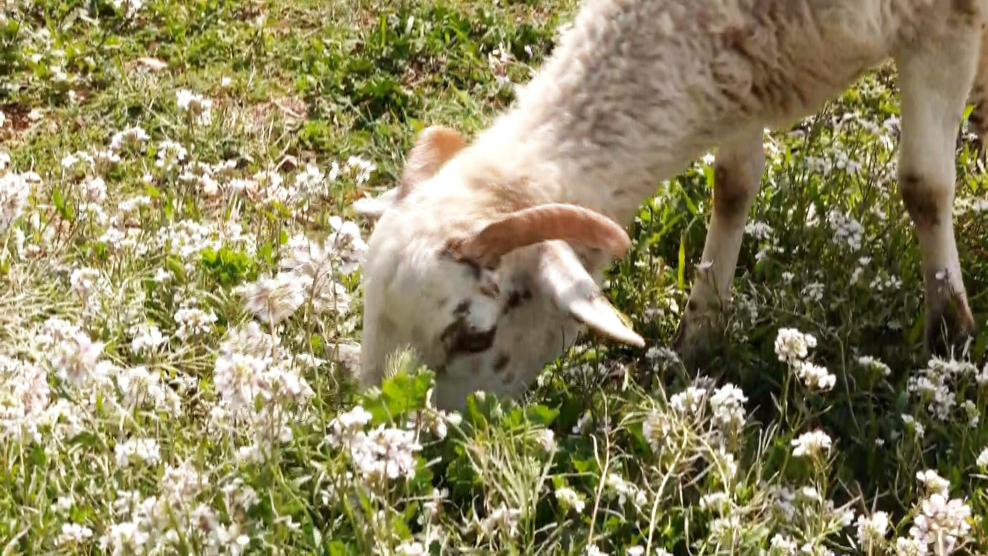 El ramat d'ovelles tornarà aquesta primavera a Collserola