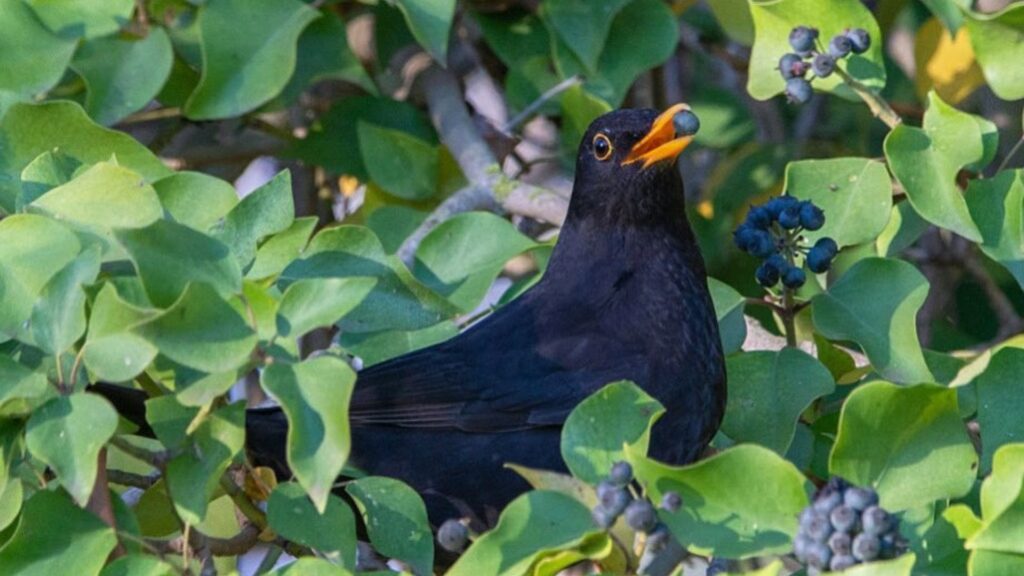 Fred intens i petits ocells: què podem fer per ajudar-los?
