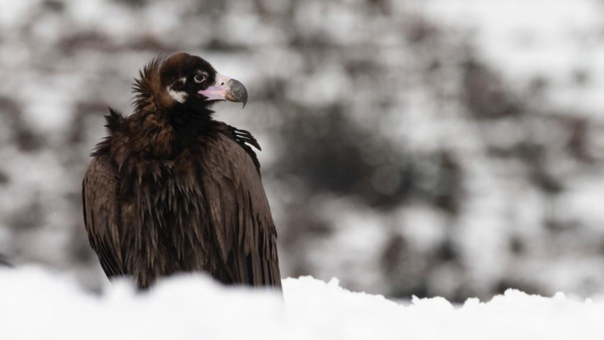 Un pollet de voltor negre creua Barcelona de punta a punta