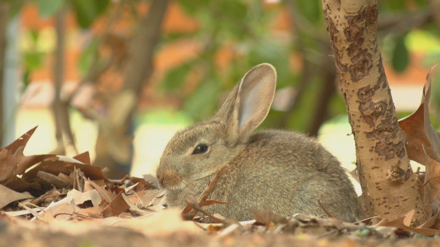 Troben morts una dotzena de conills al Turó Parc