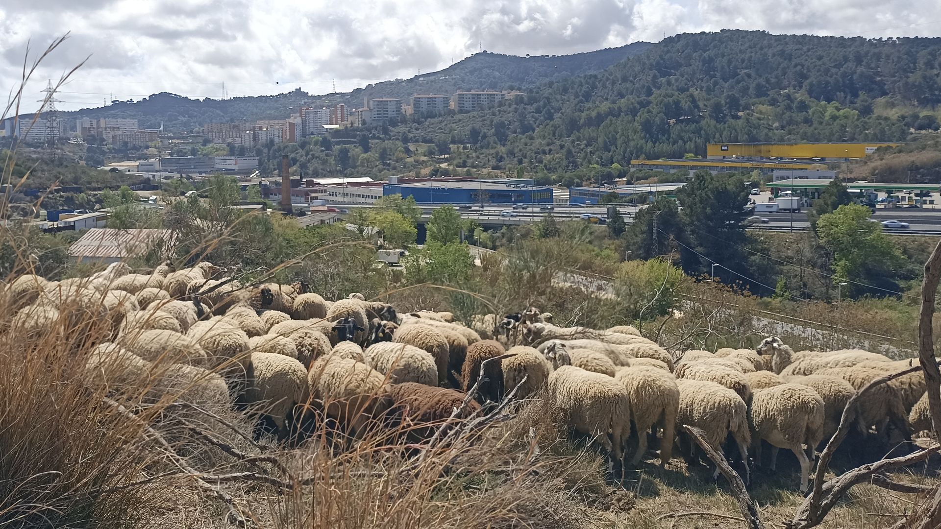 Nou Barris espera la pastura d'ovelles amb els braços oberts