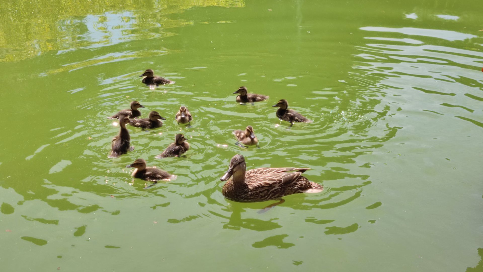 Augmenta la família d'ànecs al llac del Parc de la Pegaso