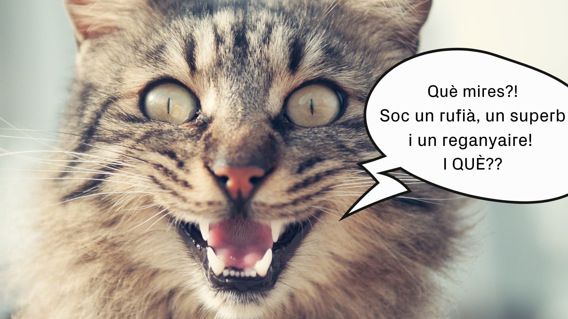 Insults en català originals: n'hi ha un fotimer!