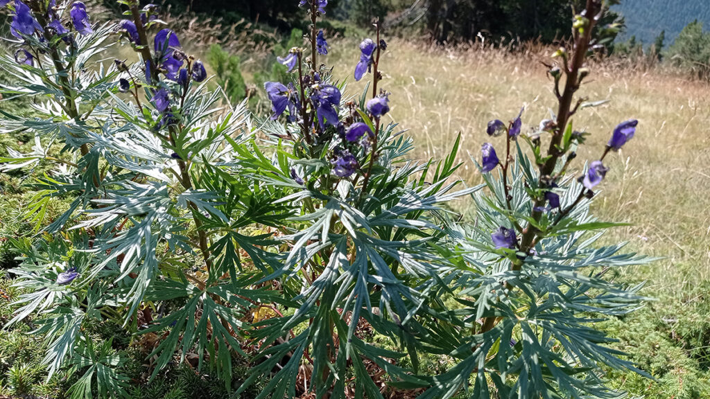 Així és la tora blava, la planta més tòxica d'Europa que viu als Pirineus