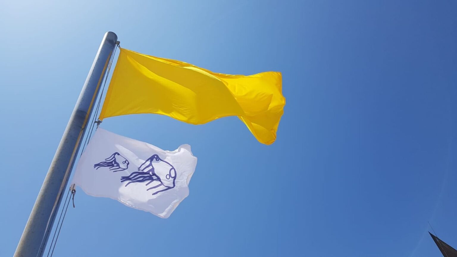 Bandera groga a totes les platges de Barcelona per meduses