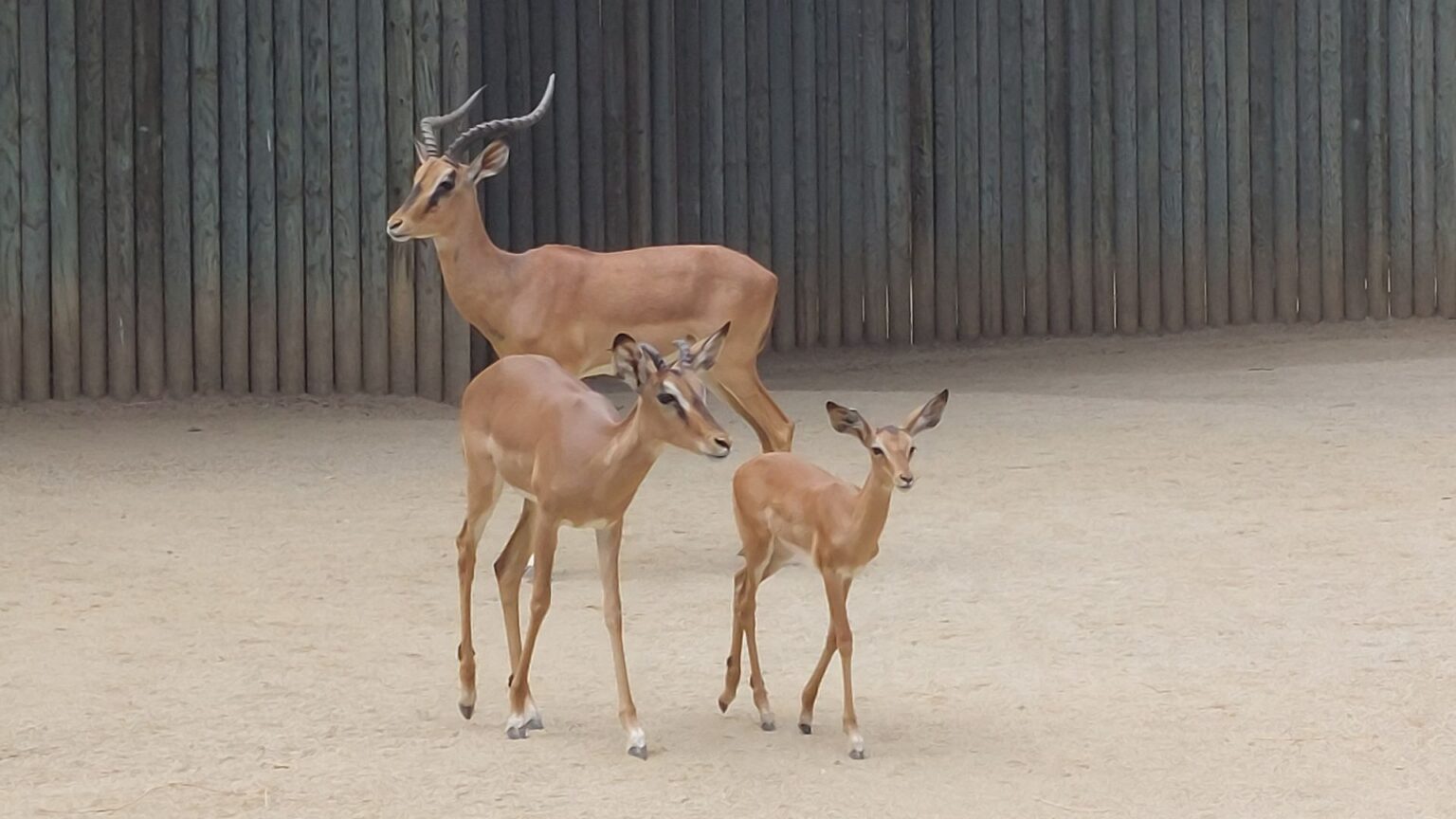 Neix un impala de cara negra al Zoo de Barcelona
