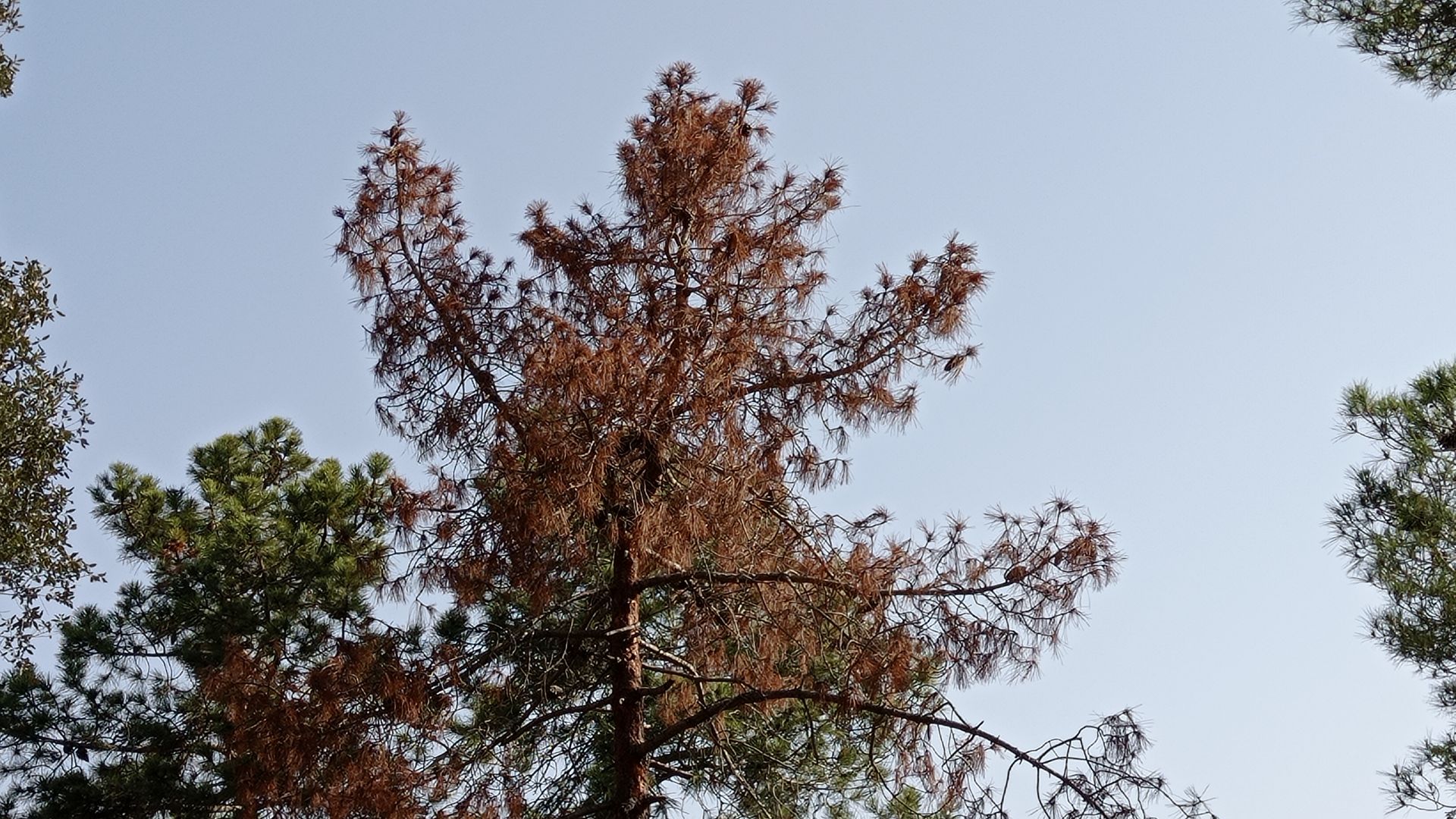 Per què es moren els pins de forma sobtada?